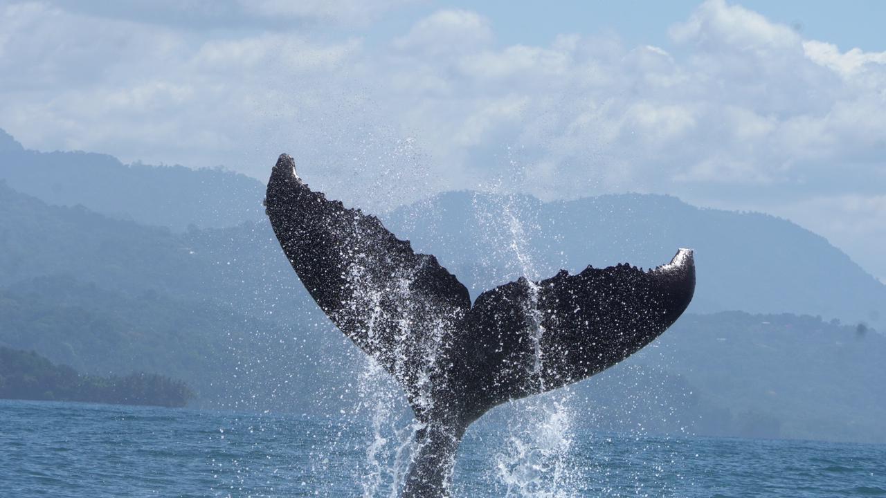 Costa Rica: A Stage for the Breathtaking Acrobatics of Humpback Whales ...