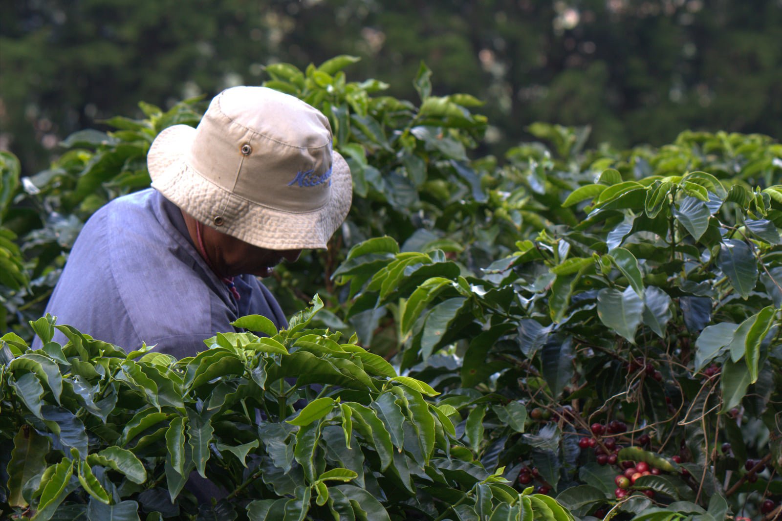 Top 5 Costa Rican Coffee Destinations – Enjoy Costa Rica Travel Blog