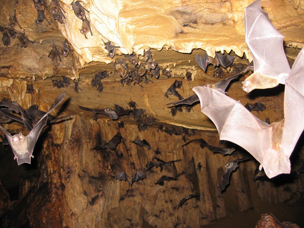 Bat Tour - Discover Costa Rica - Rafting Full Day Tour