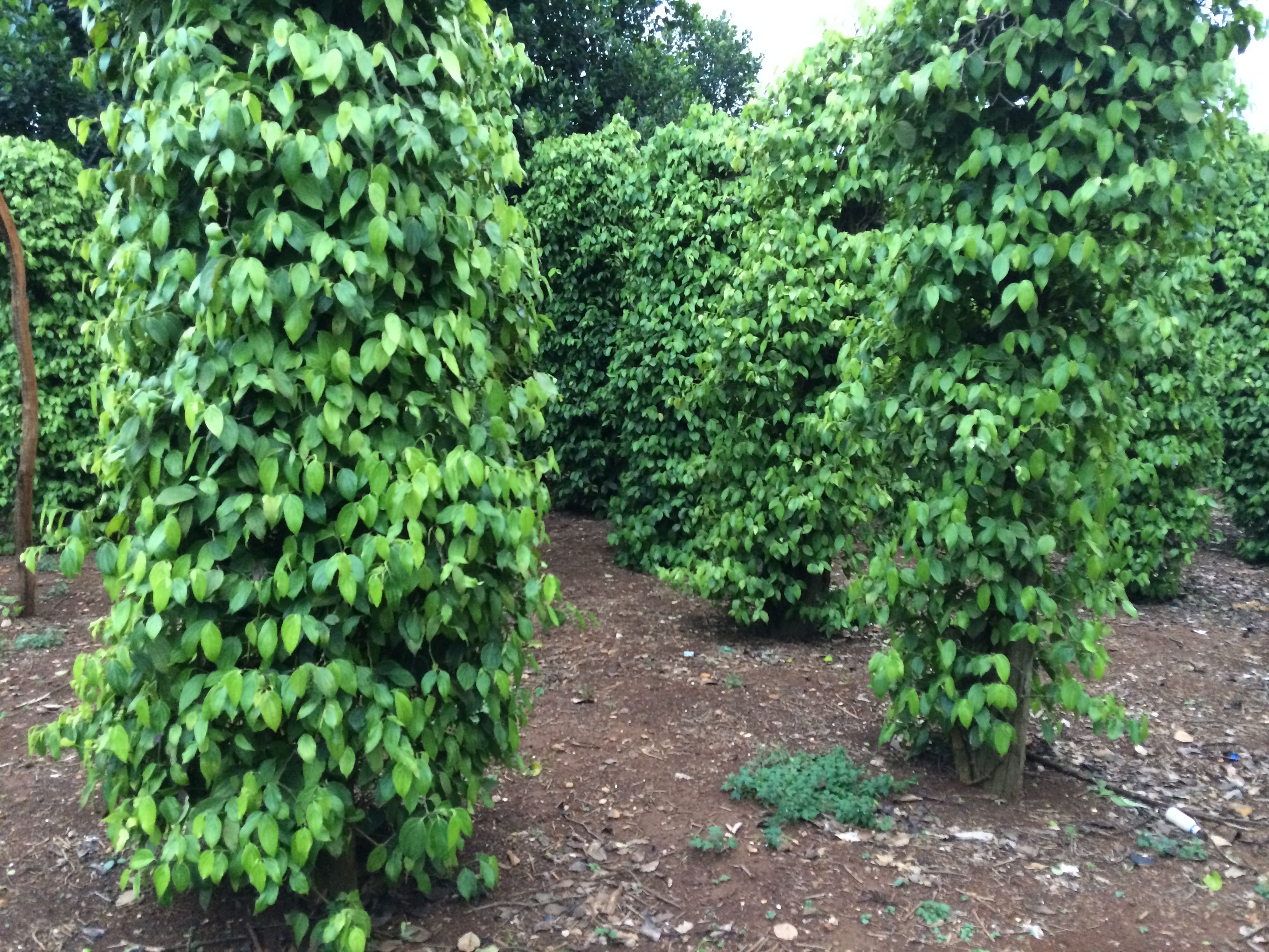 Black Pepper Tour - Discover Costa Rica - Black Pepper Half Day Tour